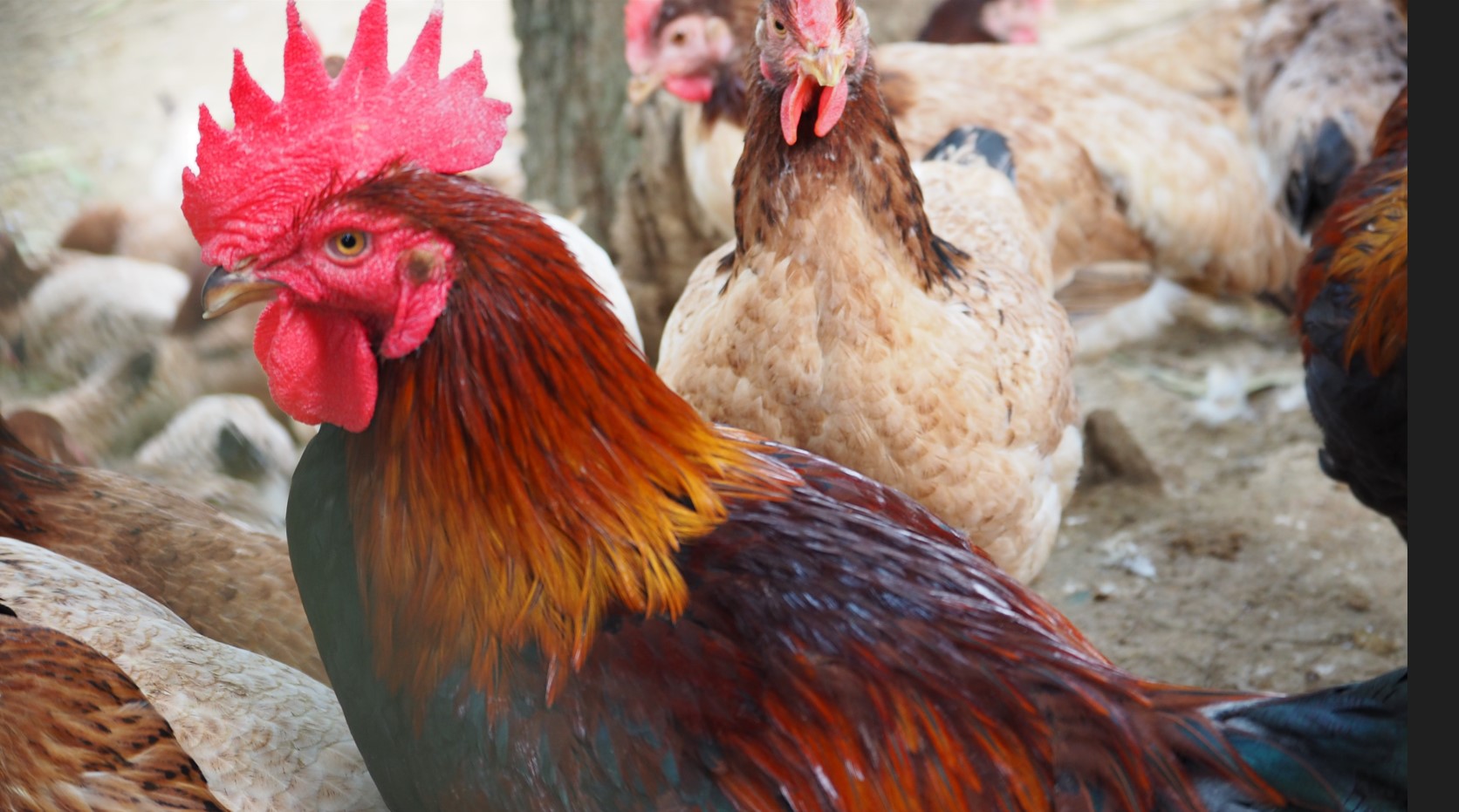 Feed additives - emulsifiers for multiple feed applications