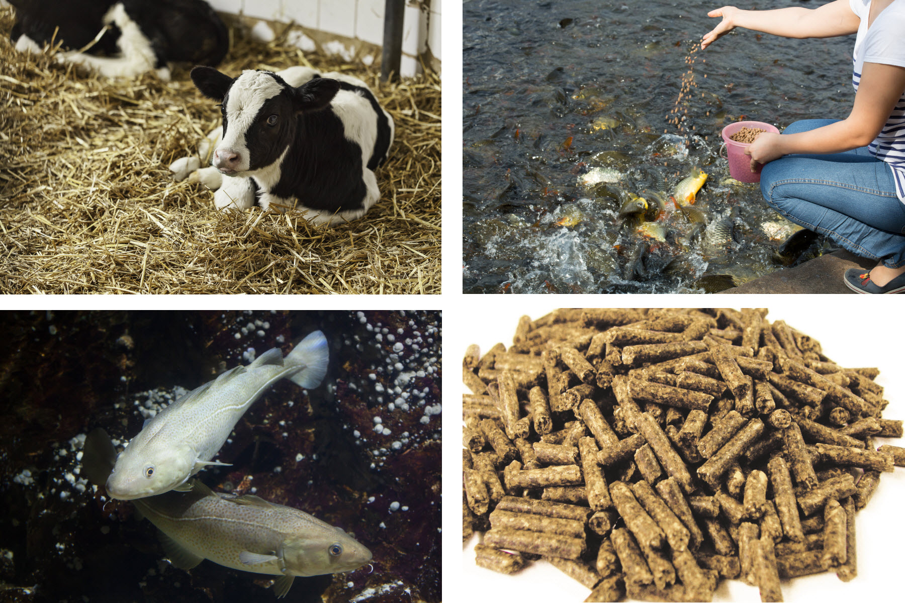 Feed additives - emulsifiers for multiple feed applications